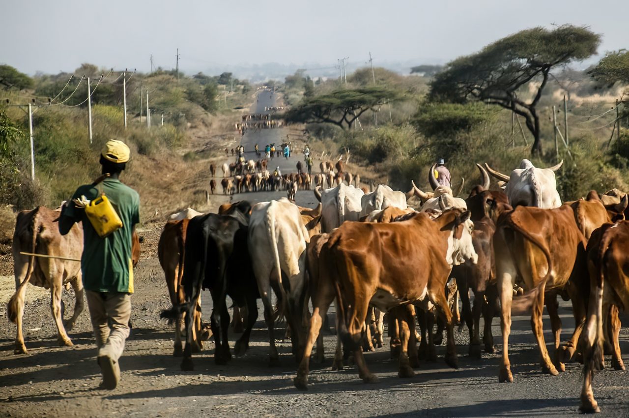 THE HAMAR OF SOUTHWEST ETHIOPIA AND THEIR CATTLE - Ethiopia